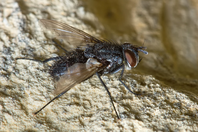 Diptera.info - Discussion Forum: Tachinid