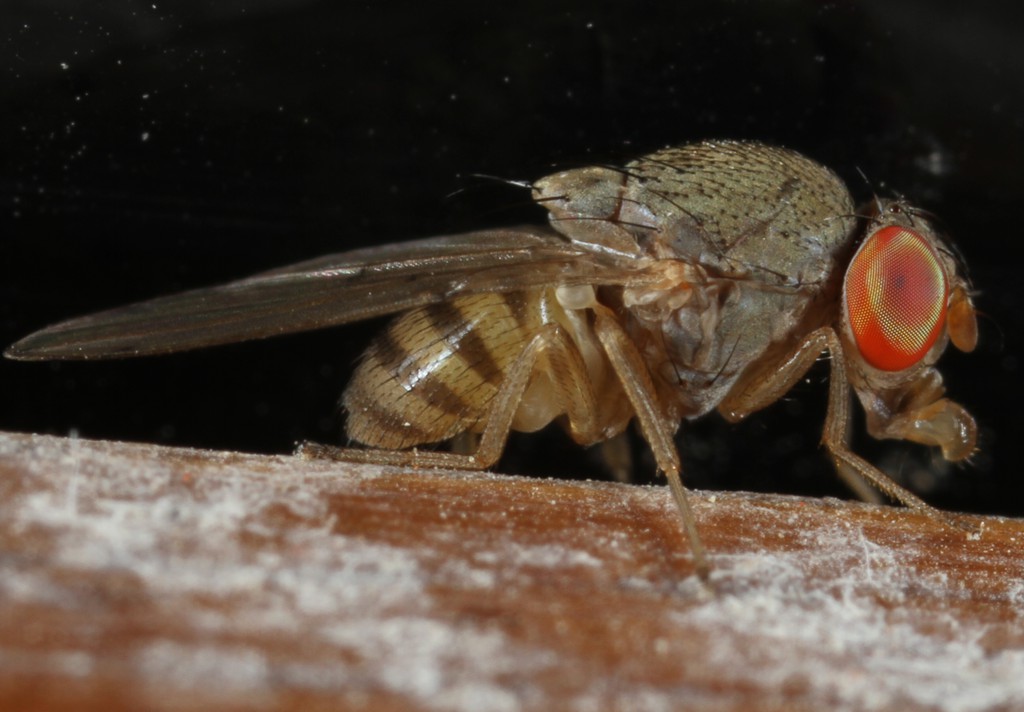 Diptera.info - Discussion Forum: Gitona distigma Meigen 1830 ...