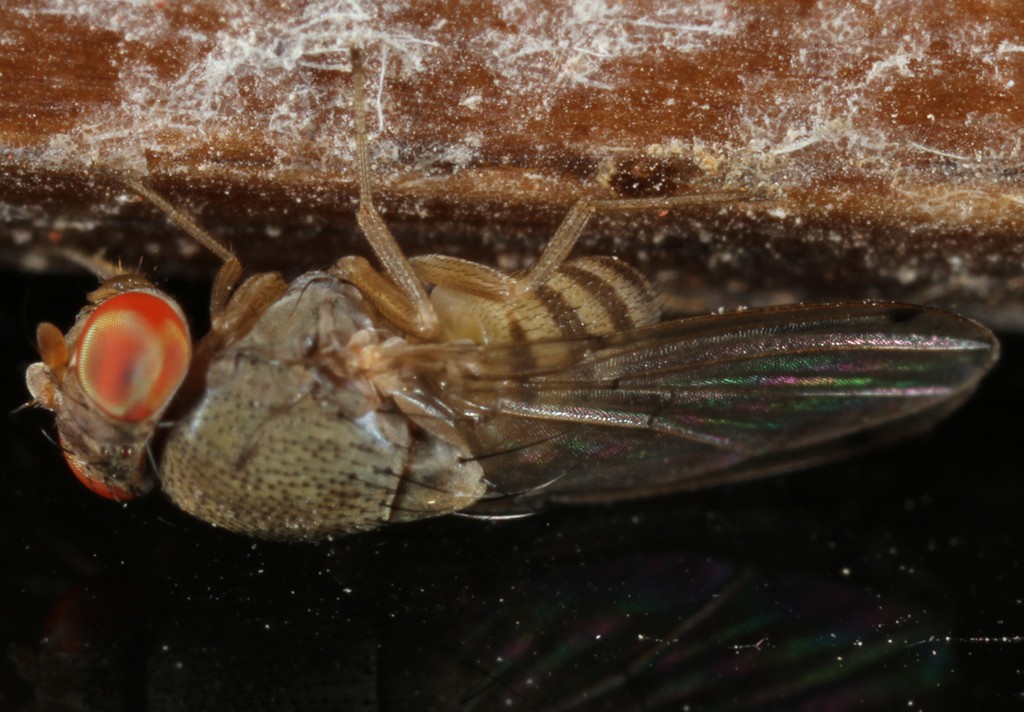 Diptera.info - Discussion Forum: Gitona distigma Meigen 1830 ...