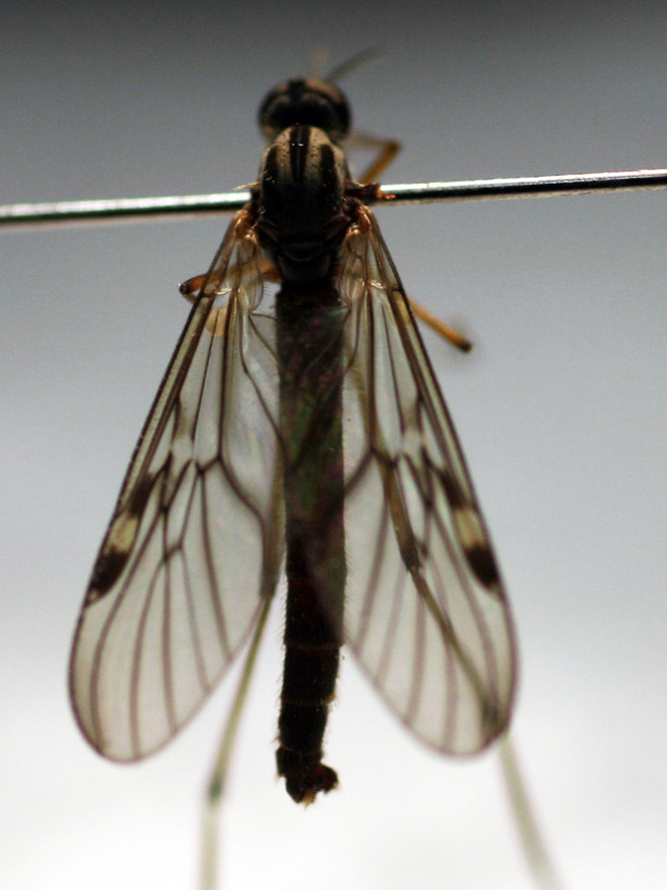 Diptera.info - Discussion Forum: Sylvicola fuscates? --> Sylvicola ...