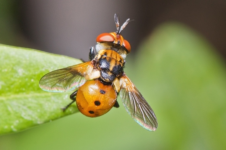 Diptera.info - Discussion Forum: Gymnosoma sp.