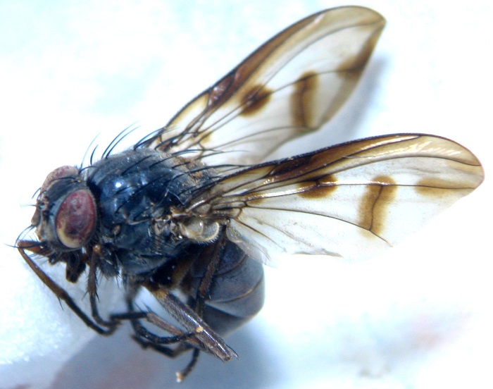Diptera.info - Discussion Forum: Ophyra sp?