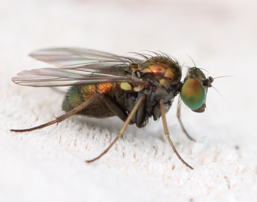 Diptera.info - Discussion Forum: Chrysotus gramineus