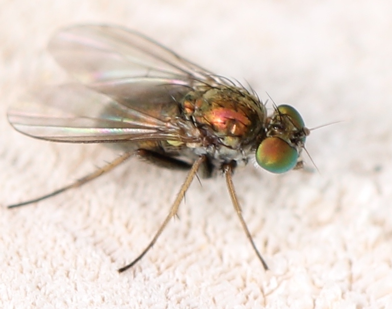 Diptera.info - Discussion Forum: Chrysotus gramineus