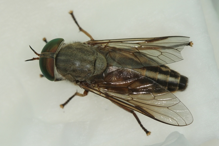 Diptera.info - Discussion Forum: Horse fly from Hong Kong: Tabanus sp.