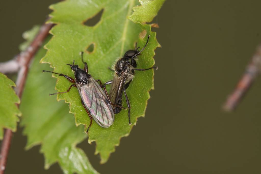 Diptera.info - Discussion Forum: Bibio reticulatus