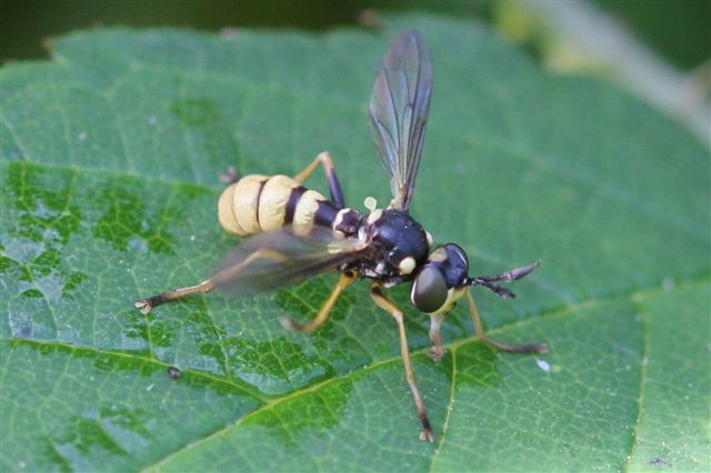 Diptera.info - Discussion Forum: Leopoldius signatus