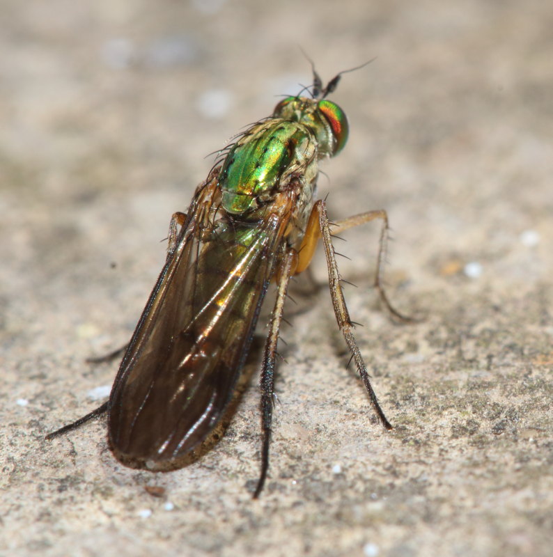 Diptera.info - Discussion Forum: Dolichopus? Poecilobothrus sp.
