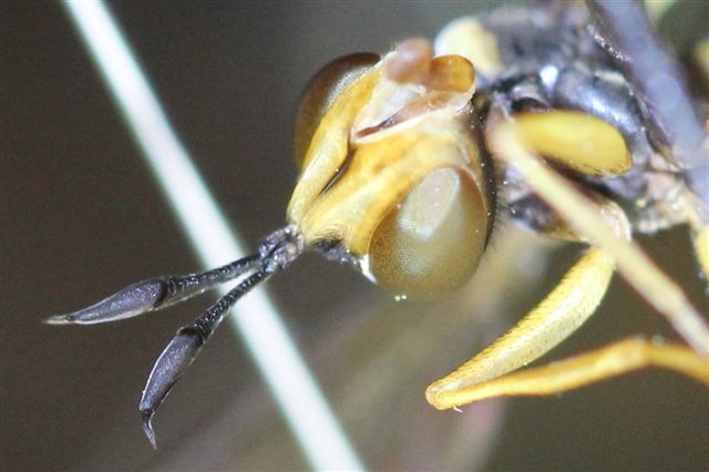 Diptera.info - Discussion Forum: Leopoldius signatus