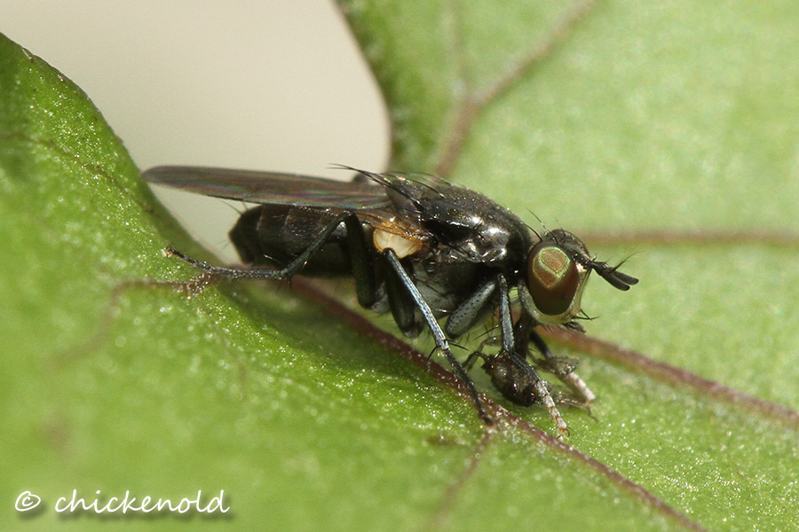 Diptera.info - Discussion Forum: A predatory fly from Hong Kong