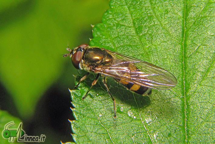 Diptera.info - Discussion Forum: Xanthandrus comtus