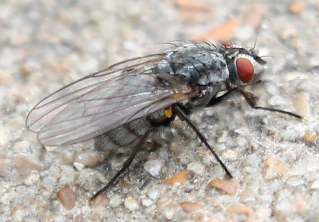 Diptera.info - Discussion Forum: Gray fly