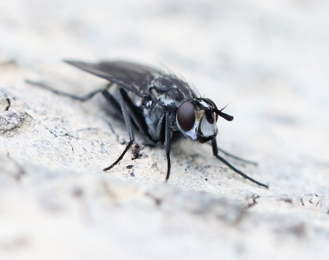 Diptera.info - Discussion Forum: Limnophora riparia