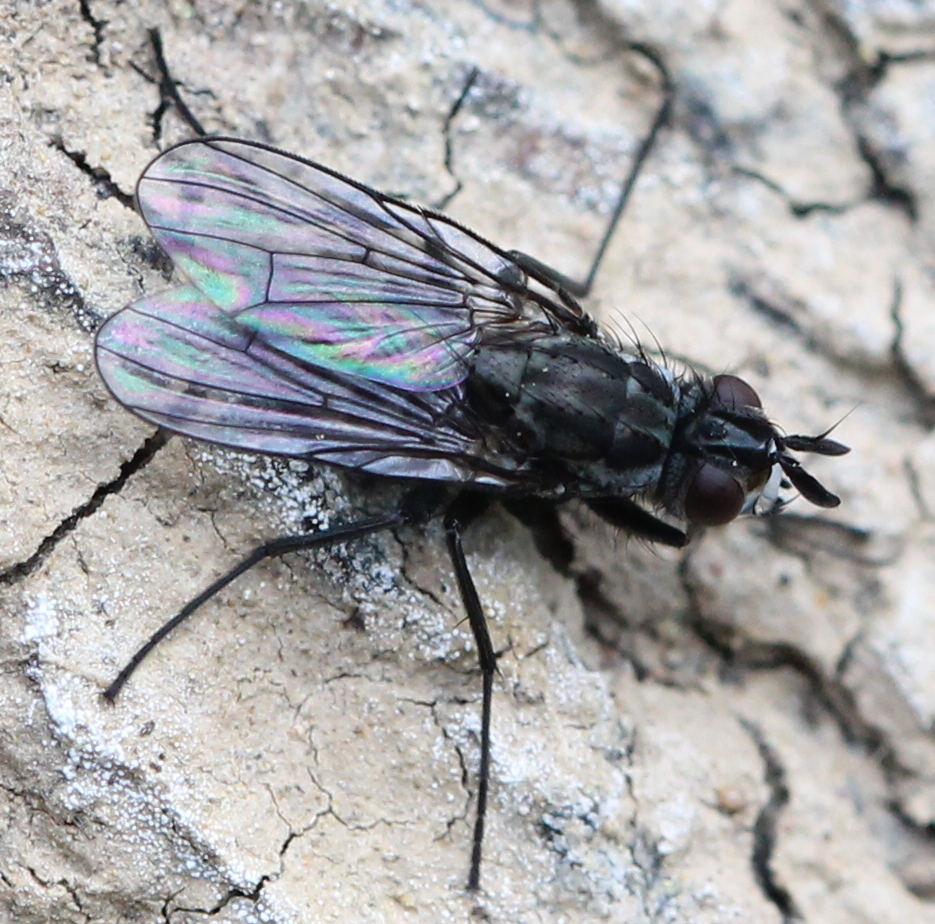 Diptera.info - Discussion Forum: Limnophora riparia