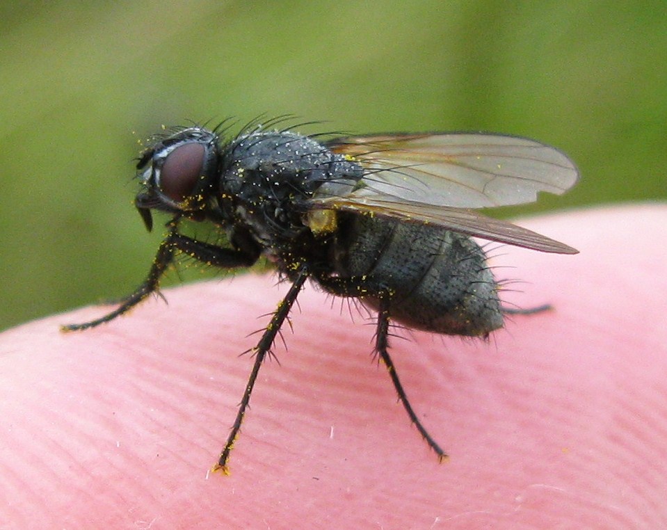 Diptera.info - Discussion Forum: Anthomyiidae? 26 August 2017 SW Sweden ...