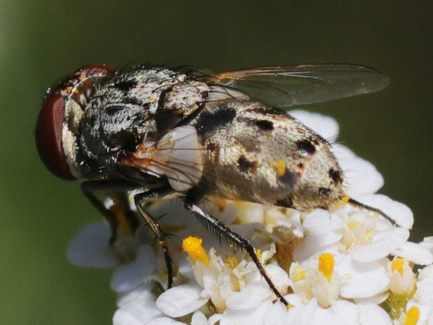 Diptera.info - Discussion Forum: Graphomya