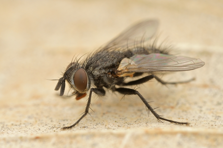 Diptera.info - Discussion Forum: Tachinidae