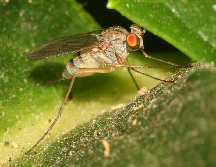 Diptera.info - Discussion Forum: Sciapus female?
