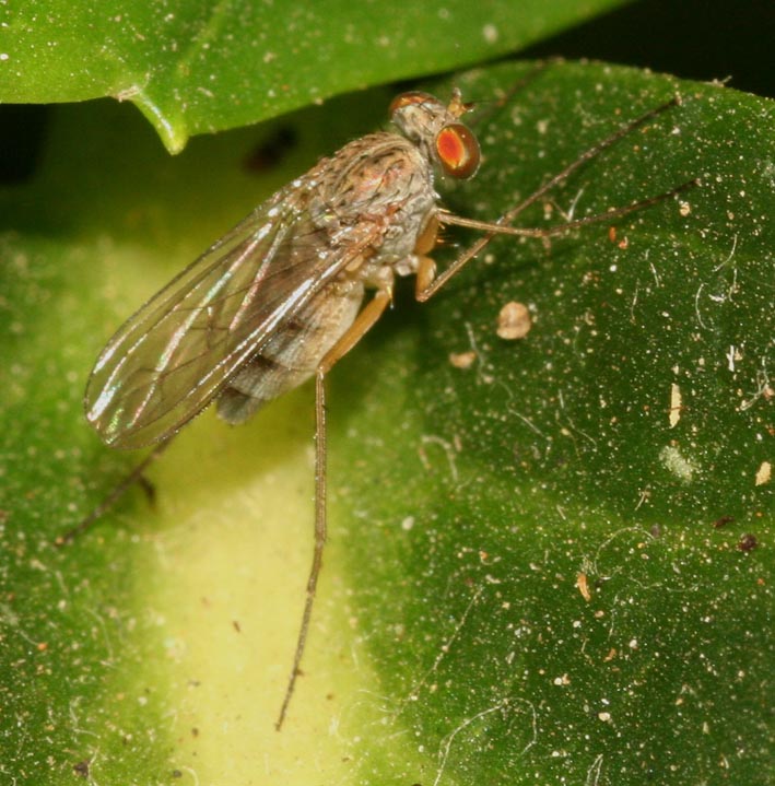 Diptera.info - Discussion Forum: Sciapus female?