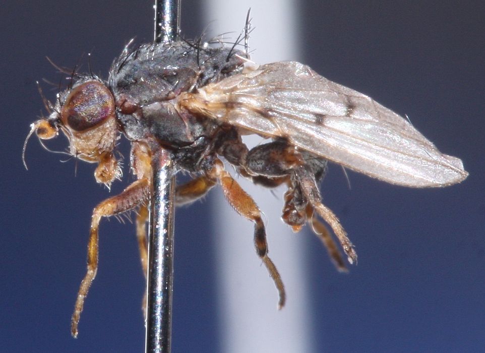 Diptera.info - Discussion Forum: Odiniidae