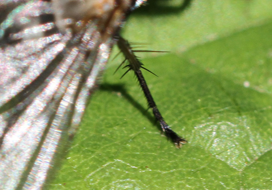 Diptera.info - Discussion Forum: May be a Tachinidae ?=> Carcelia sp.