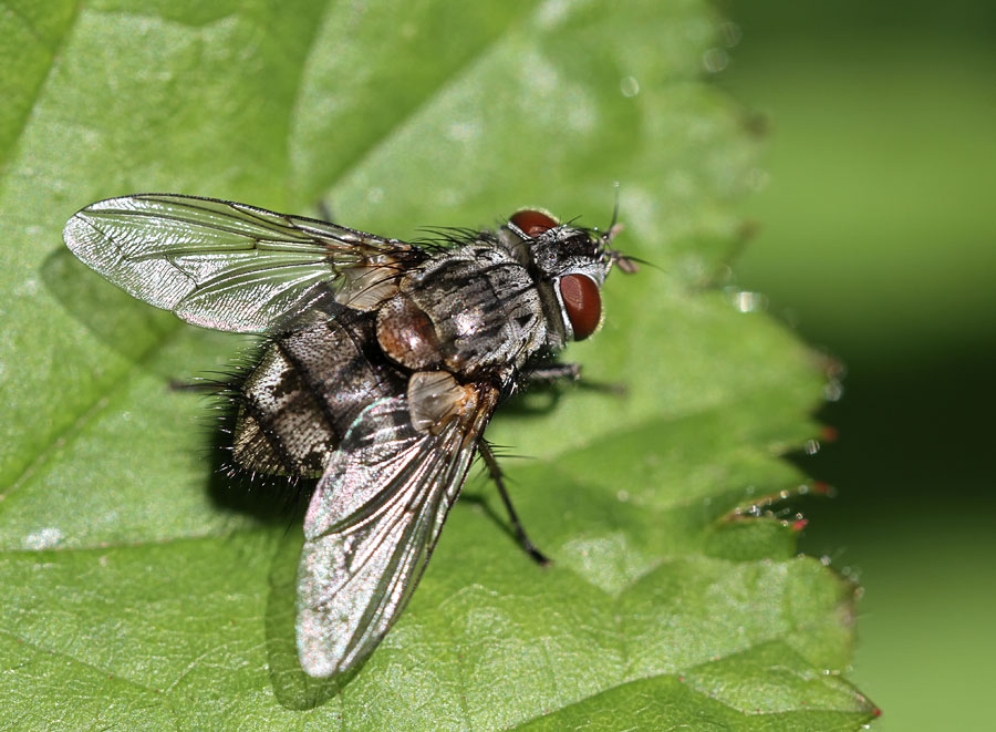 Diptera.info - Discussion Forum: May be a Tachinidae ?=> Carcelia sp.