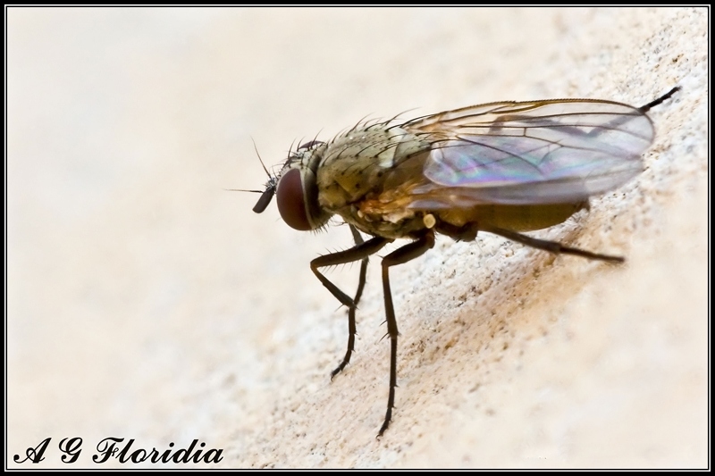 Diptera.info - Discussion Forum: Fly ID