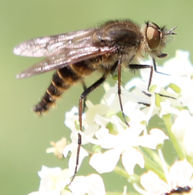 Diptera.info - Discussion Forum: Thereva