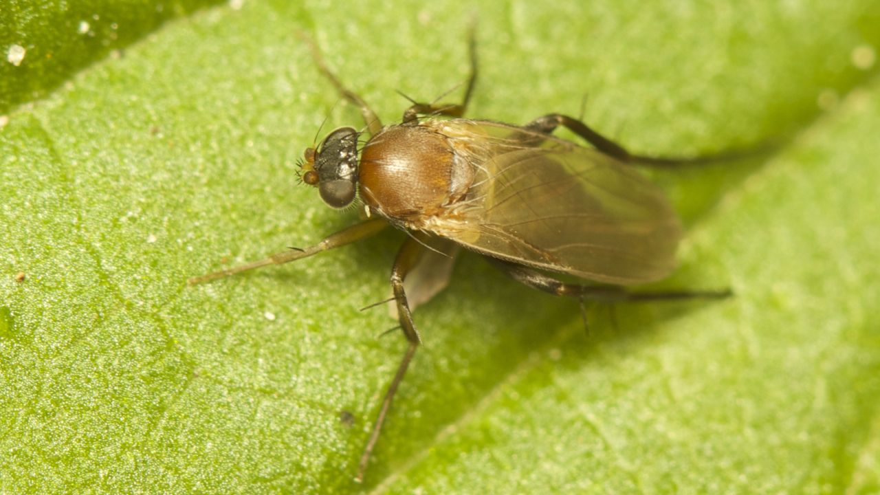 Diptera.info - Discussion Forum: Phoridae? NE Poland