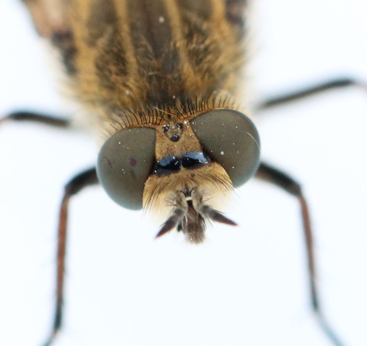 Diptera.info - Discussion Forum: Therevidae, Thereva valida