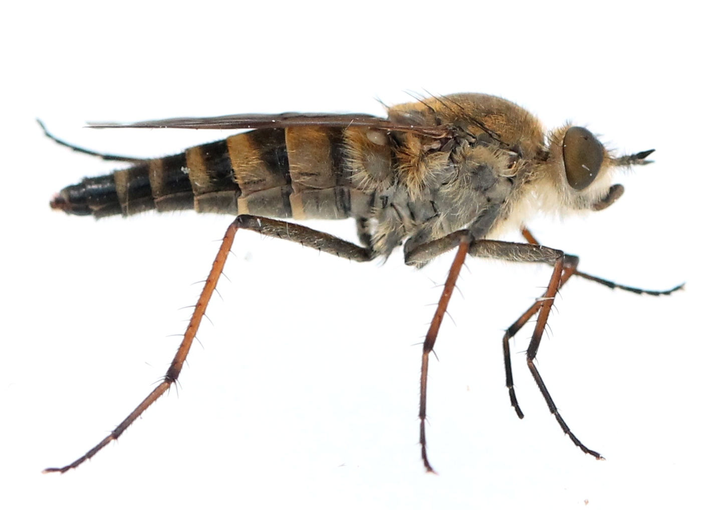 Diptera.info - Discussion Forum: Therevidae, Thereva valida