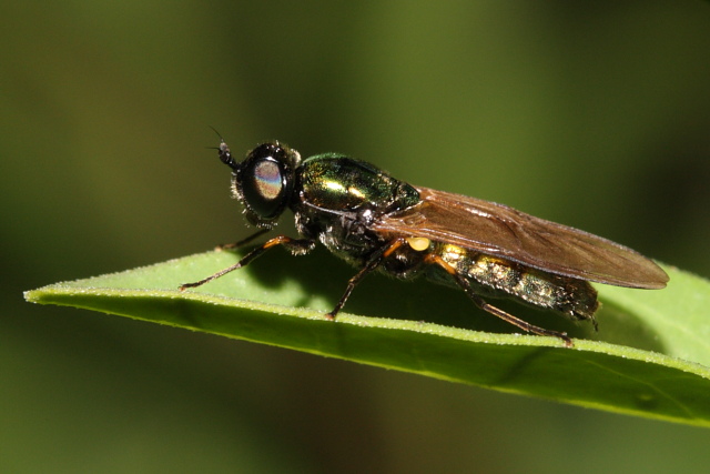 Diptera.info - Discussion Forum: Green shiny diptera