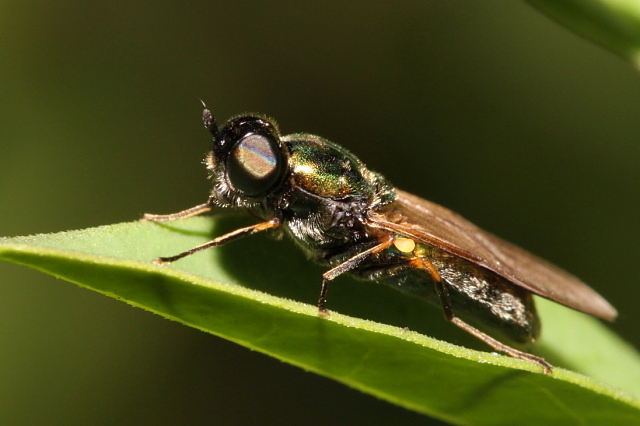 Diptera.info - Discussion Forum: Green shiny diptera