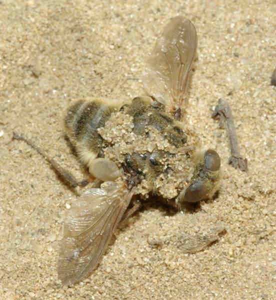 Diptera.info - Discussion Forum: Hypoderma sp?