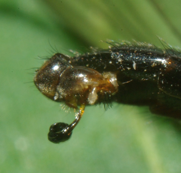 Diptera.info - Discussion Forum: Nephrocerus sp, Pipunculidae, Hungary, May