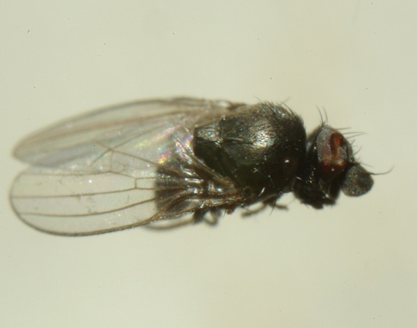 Diptera.info - Discussion Forum: Carnidae??? Hungary, May > Phyllomyza ...