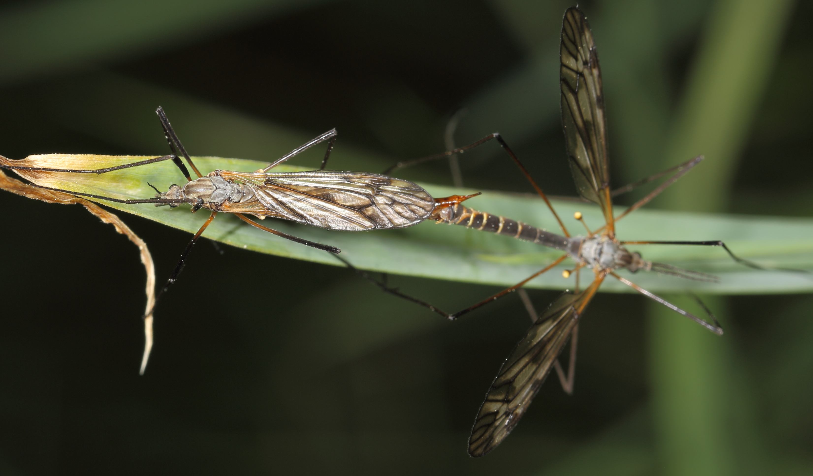 Diptera.info - Discussion Forum: Limoniidae or Tipulidae ? -> Tipula