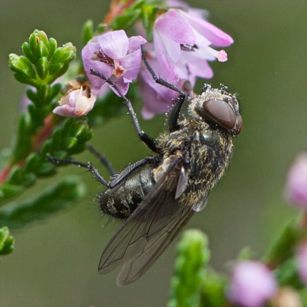 Diptera.info - Discussion Forum: Unknown fly