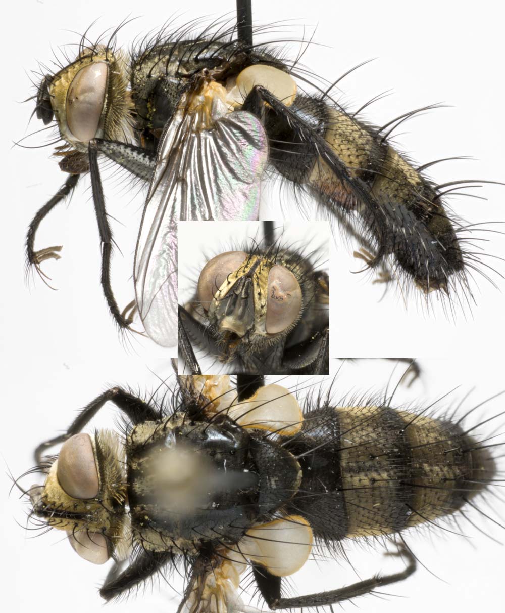 Diptera.info - Discussion Forum: Pinned Exorista female, Tachinidae