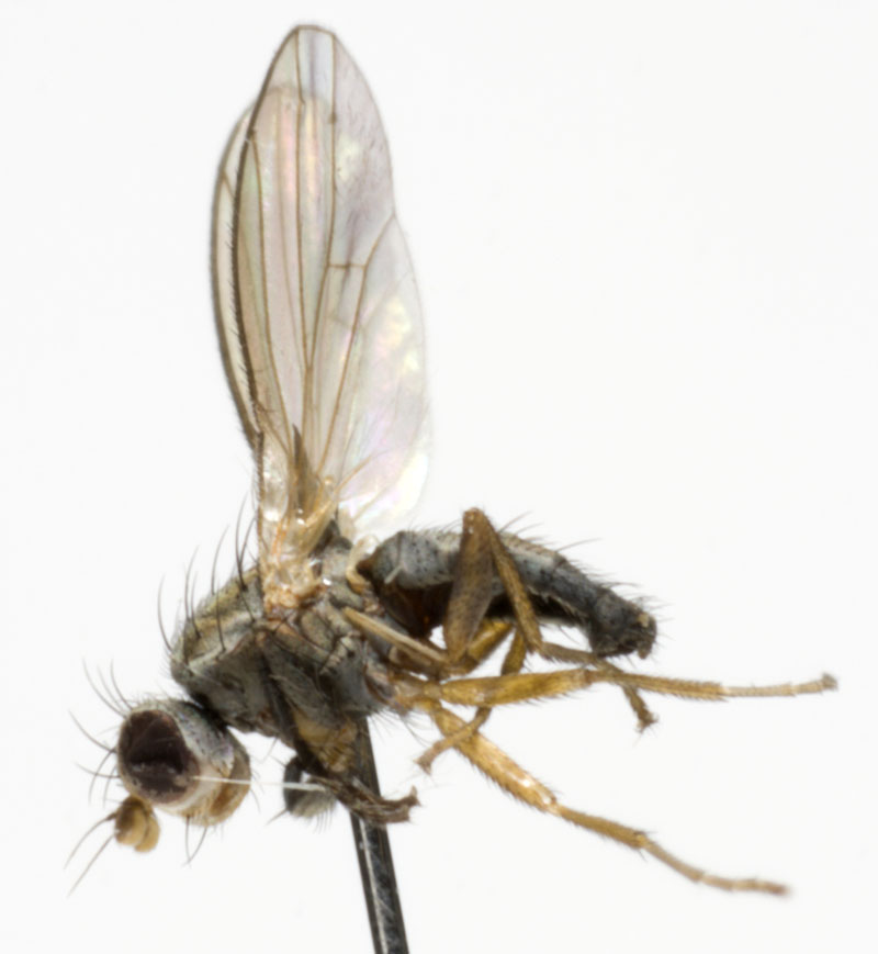 Diptera.info - Discussion Forum: Trixoscelis cf. canescens, Heleomyzidae