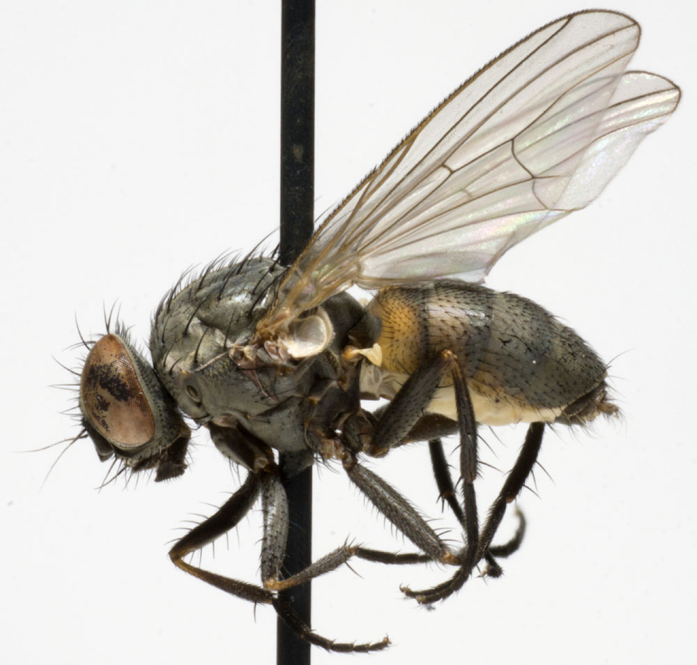 Diptera.info - Discussion Forum: Fannia canicularis, Fanniidae