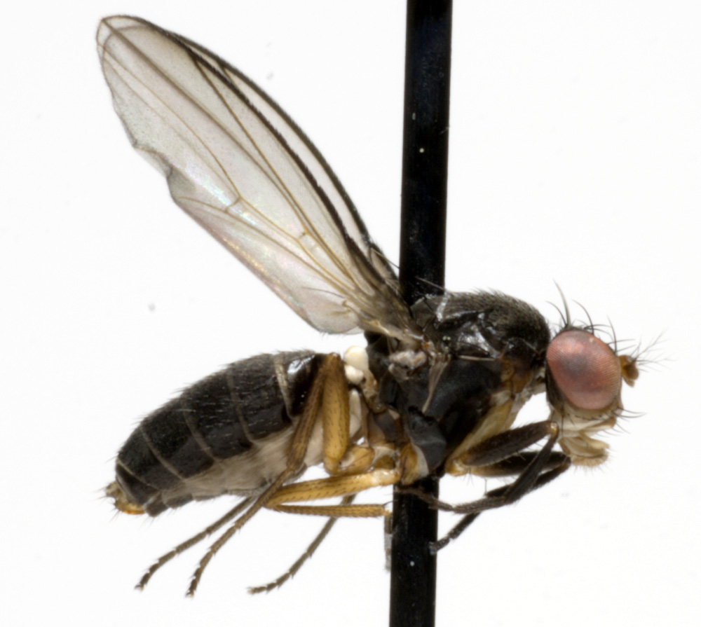 Diptera.info - Discussion Forum: Pinned Chymomyza costata female ...