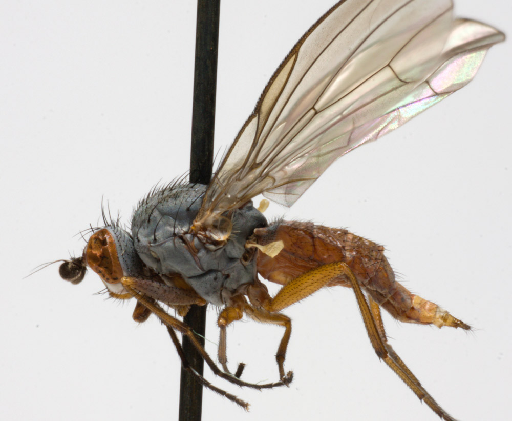 Diptera.info - Discussion Forum: Heleomyzidae, Heteromyza sp.