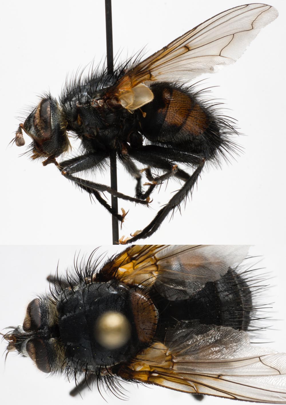 Diptera.info - Discussion Forum: Tachinidae, Ernestia rudis