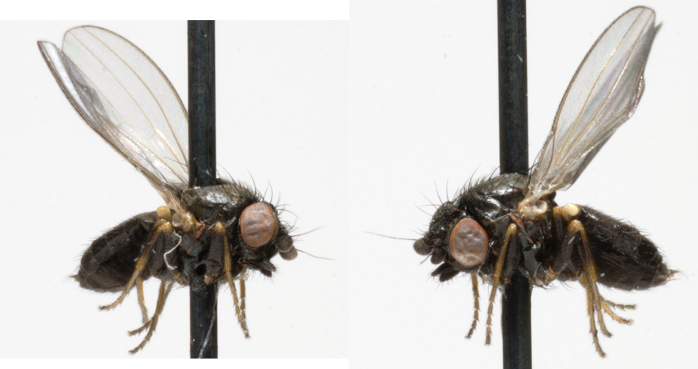 Diptera.info - Discussion Forum: Milichiidae, Phyllomyza cf ...