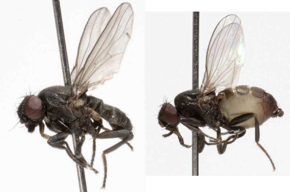 Diptera.info - Discussion Forum: Desmometopa sordida, Milichiidae