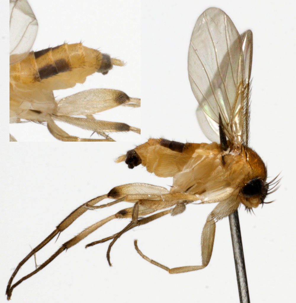 Diptera.info - Discussion Forum: Megaselia sp., Phoridae