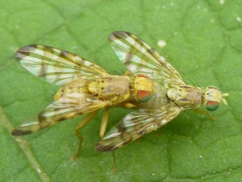 Diptera.info - Discussion Forum: Terellia tussilaginis