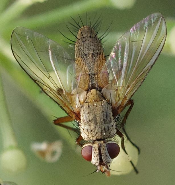 Diptera.info - Discussion Forum: Tachinidae? -> Solieria pacifica