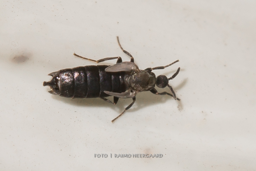 Diptera.info - Discussion Forum: Scatopsidae > Coboldia fuscipes (male)